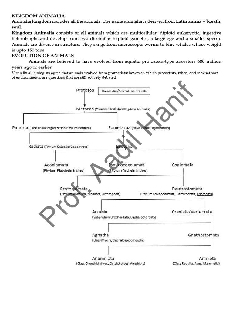 Kingdom Animalia 1 | PDF | Vertebrates | Mollusca