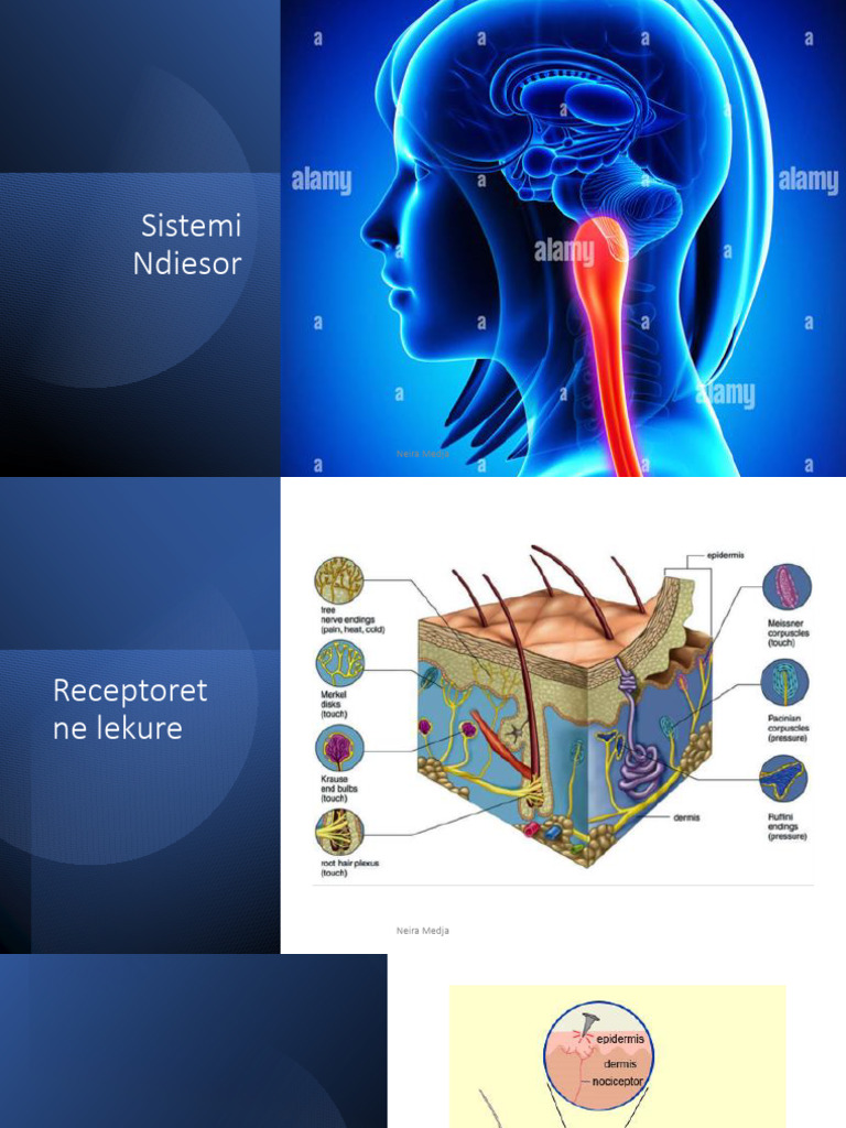 Sistemi Ndiesor | PDF