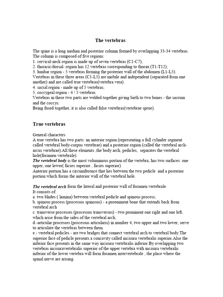 Anatomy Vertebra Pdf Vertebra Vertebral Column