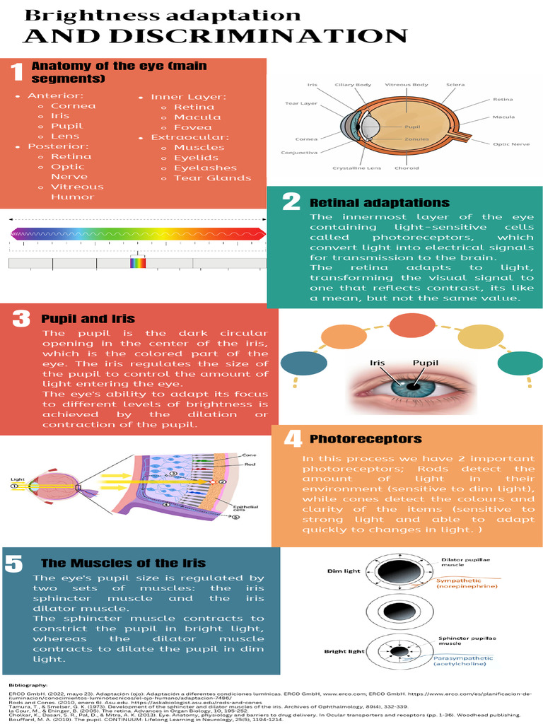 Brightness Adaptation | PDF | Retina | Eye