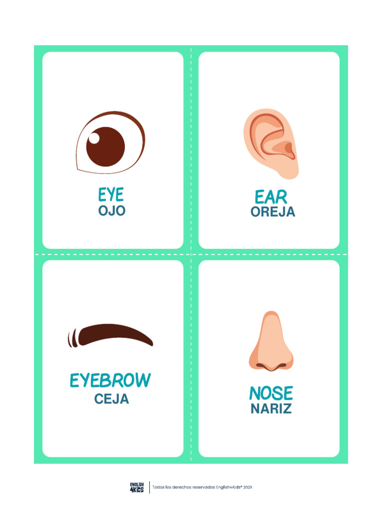 Partes Del Rostro Flashcards | PDF