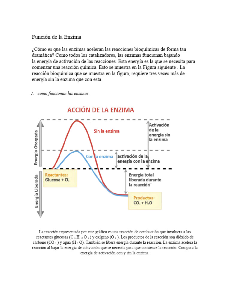 Función de La Enzima | PDF | Enzima | Sustrato (Química)