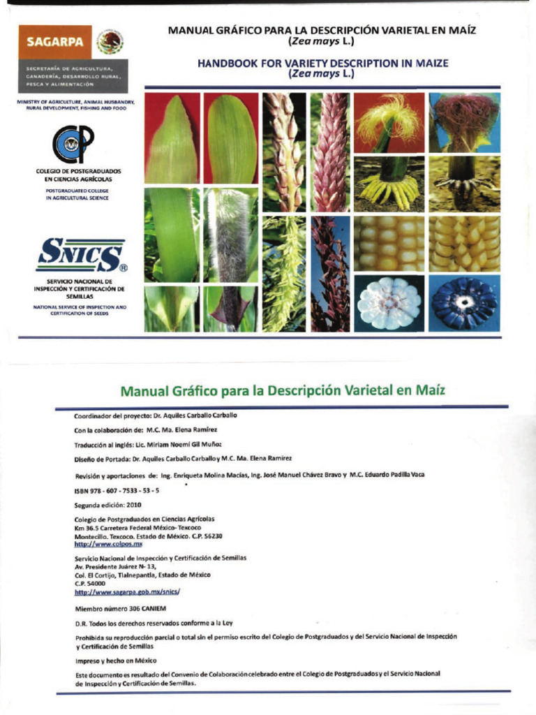 Manual Grafico para La Descripcion Varietal de Maiz | PDF | Hoja | Tallo de la planta