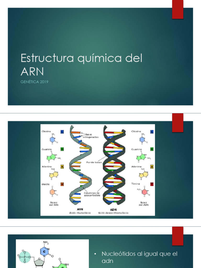 Estructura Química Del ARN | PDF | Ciencia y matemáticas | Informática