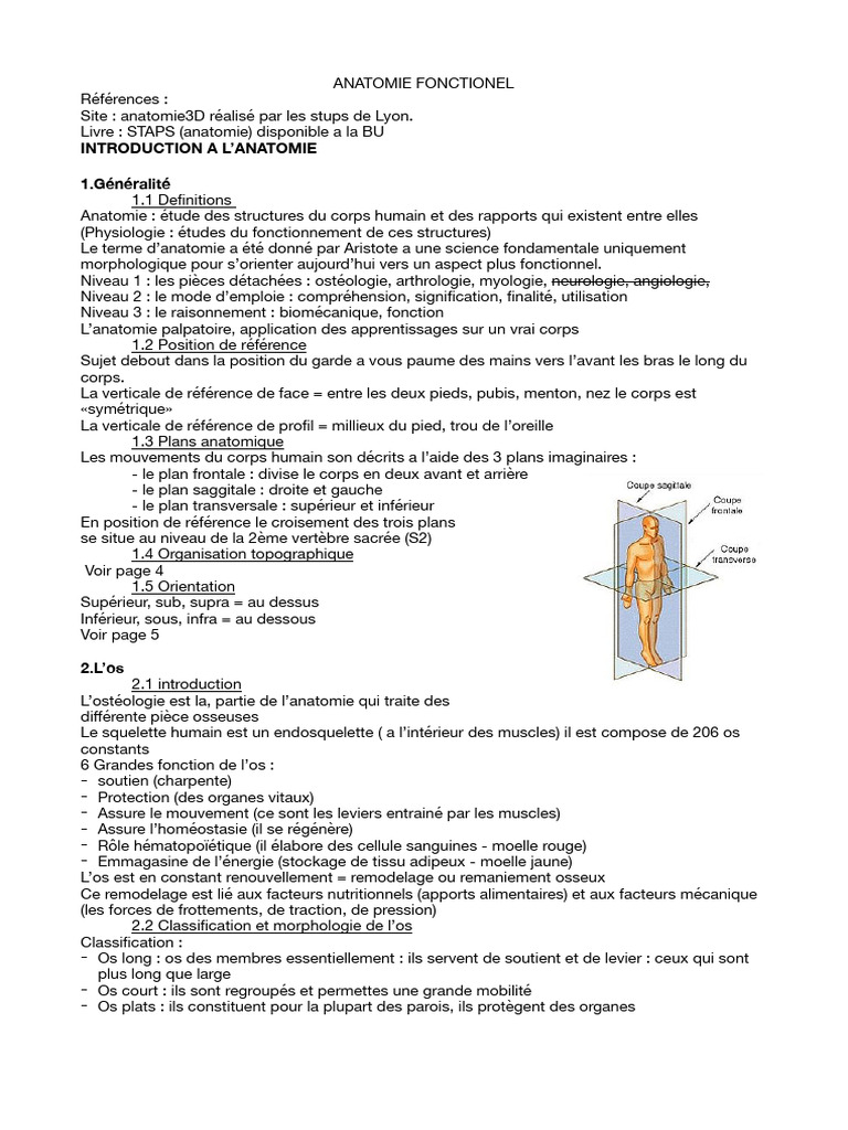 Introduction à l'anatomie fonctionnelle | PDF | Muscle squelettique | Os
