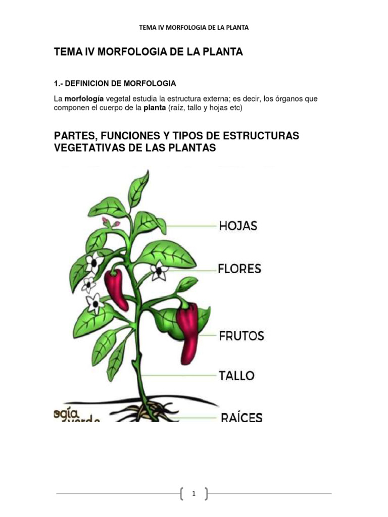 Tema Iv Morfologia de La Planta | PDF | Tallo de la planta | Raíz