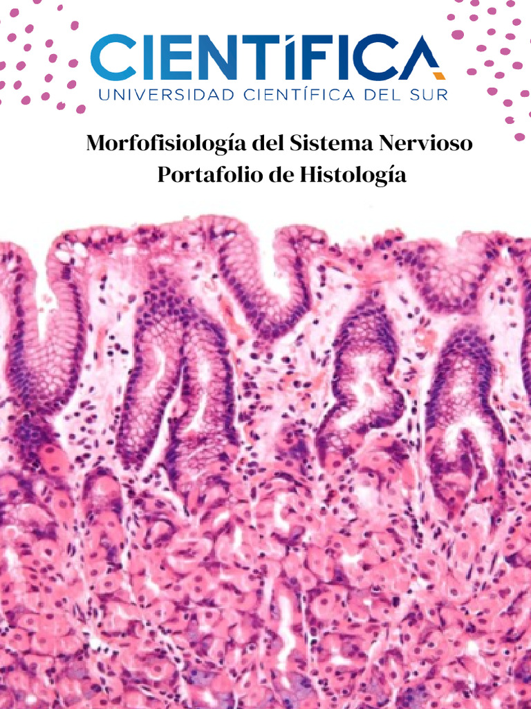 Morfofisiología Del Sistema Nervioso Portafolio de Histología | PDF