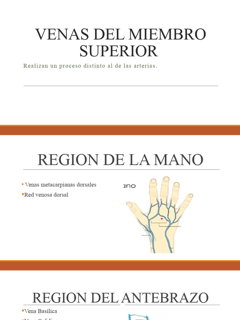 Venas Del Miembro Superior | PDF