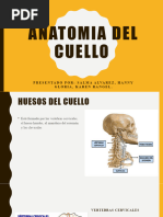 Anatomía del Cuello: Regiones y Estructuras | PDF | Piel | Cuello