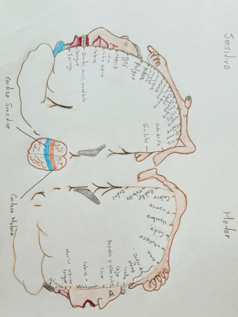 Homúnculo de Penfield | PDF