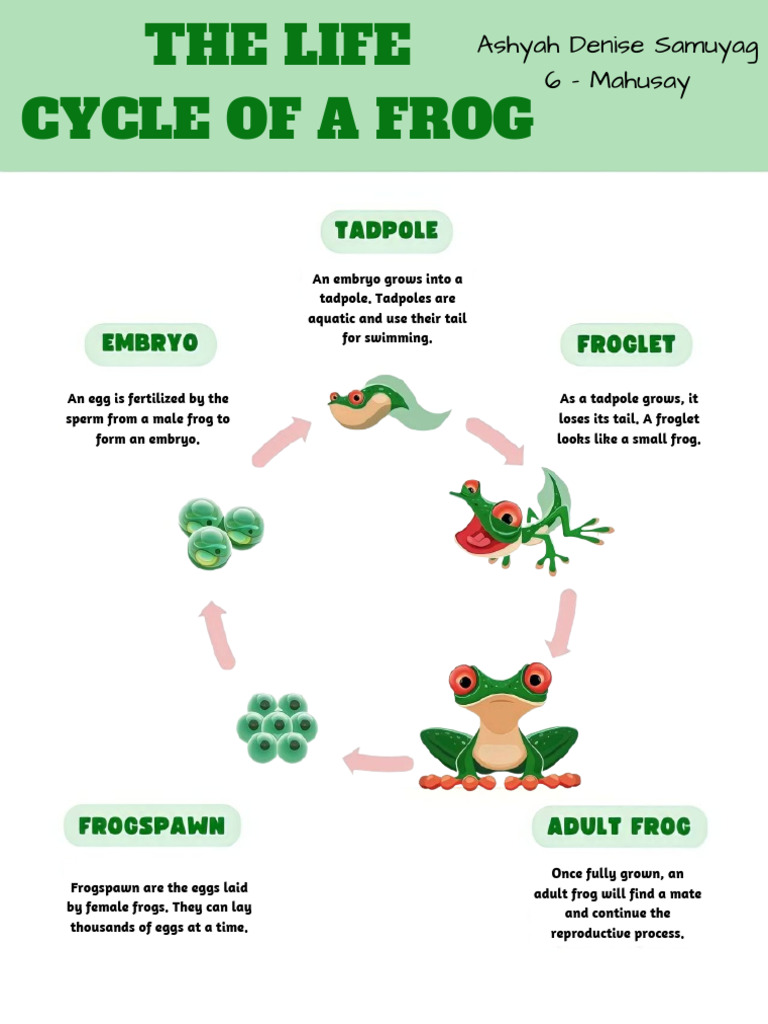 The Life Cycle Of A Frog | PDF