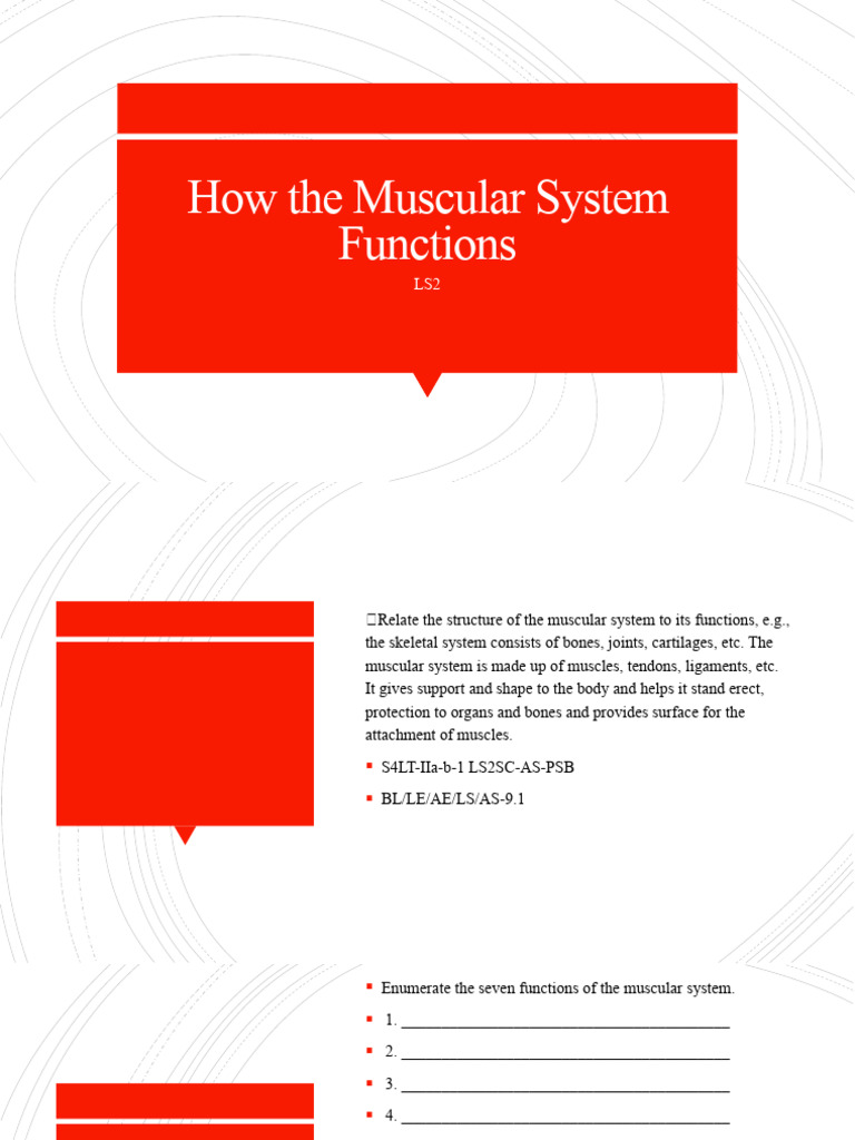 How The Muscular System Functions | PDF | Skeletal Muscle | Muscle ...
