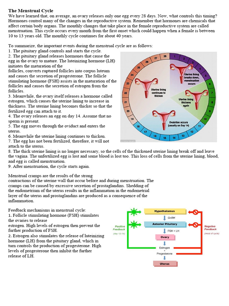 Activity On The Menstrual Cycle | PDF | Menstrual Cycle | Luteinizing ...