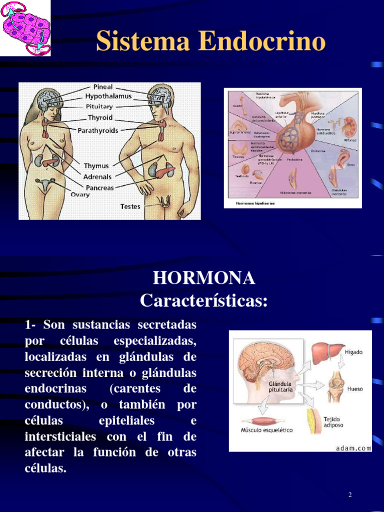 Sist - Endocrino 2023 | PDF | Hormona | Glándula pituitaria