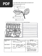 Cross Sections of Leaf Stem and Root | PDF | Leaf | Plant Stem