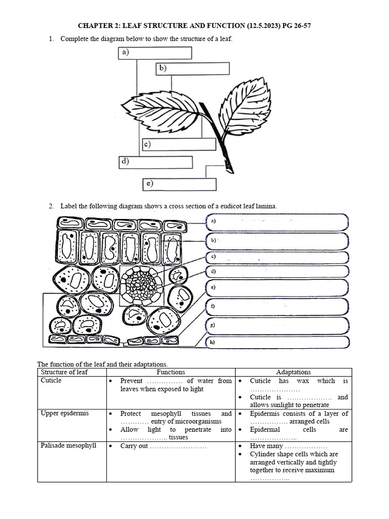 Chap 2 F5 Biology | PDF | Stoma | Leaf