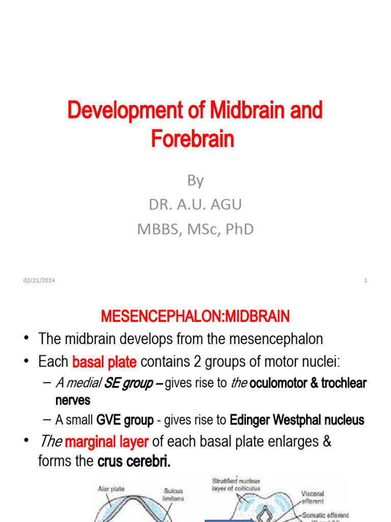 Development of Midbrain and Forebrain | PDF | Cerebral Cortex | Pituitary Gland