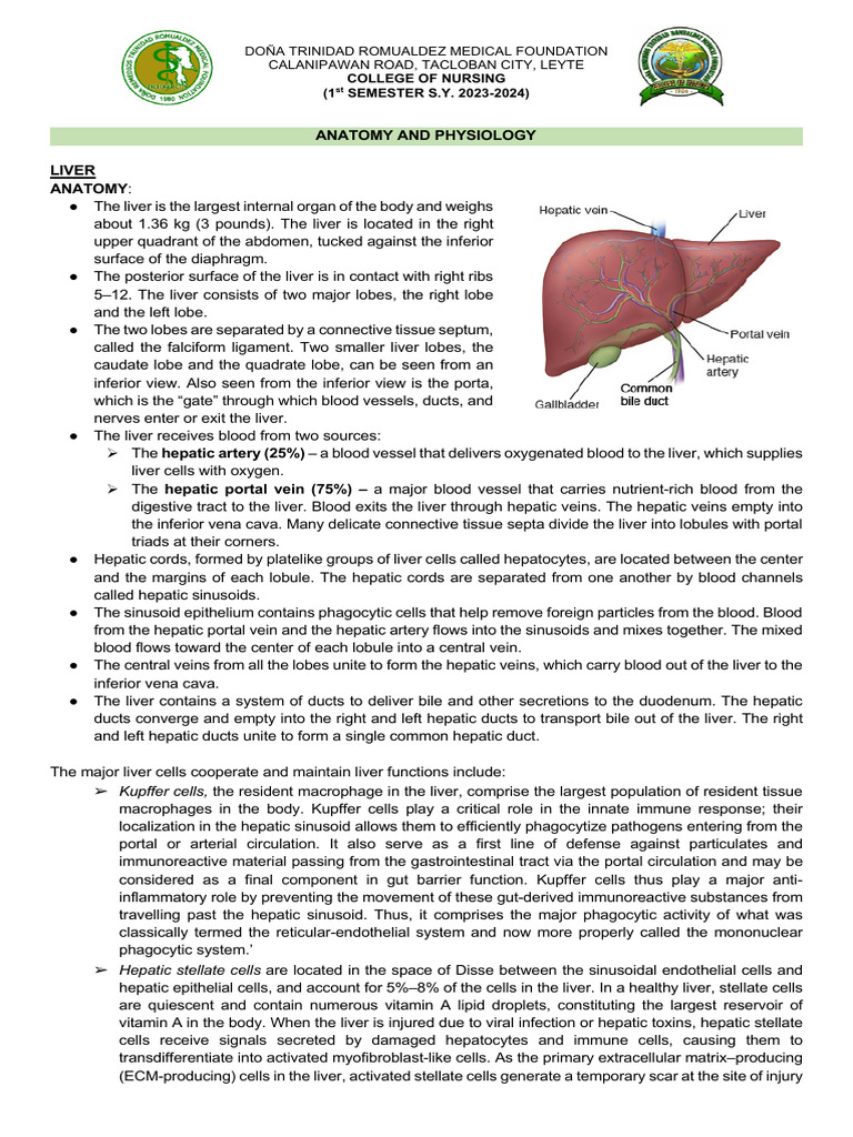 Final Anaphy | PDF | Liver | Immune System