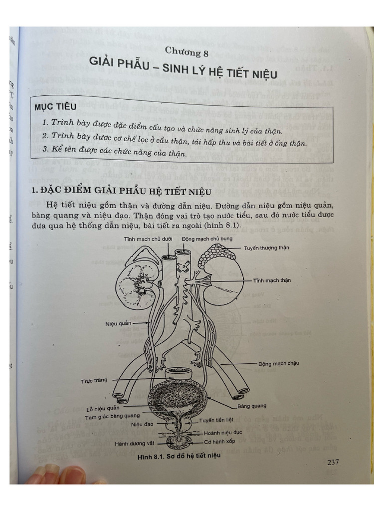 Sinh Ly Tiet Nieu | PDF