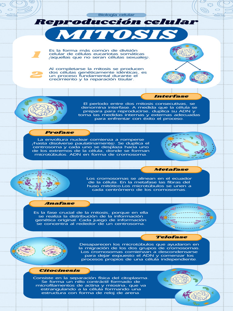 Infografía Reproducción Celular Mitosis y Meiosis | PDF