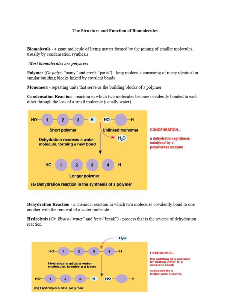 Biomolecules Reviewer 2324 | PDF | Dna | Nucleotides