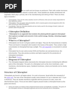 Chloroplast Labelled A Level Diagram | PDF | Chloroplast | Cell (Biology)