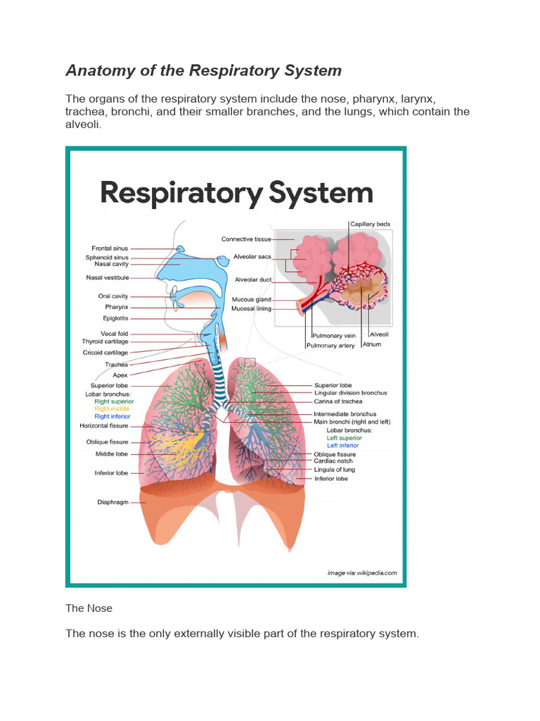 Anatomy of The Respiratory System | PDF | Respiratory Tract | Lung