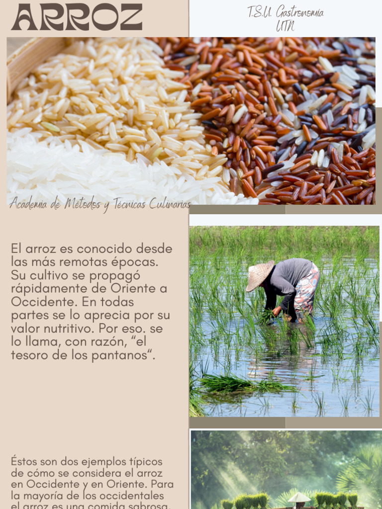 Clasificación y Variedades del Arroz | PDF | Arroz | Alimentos