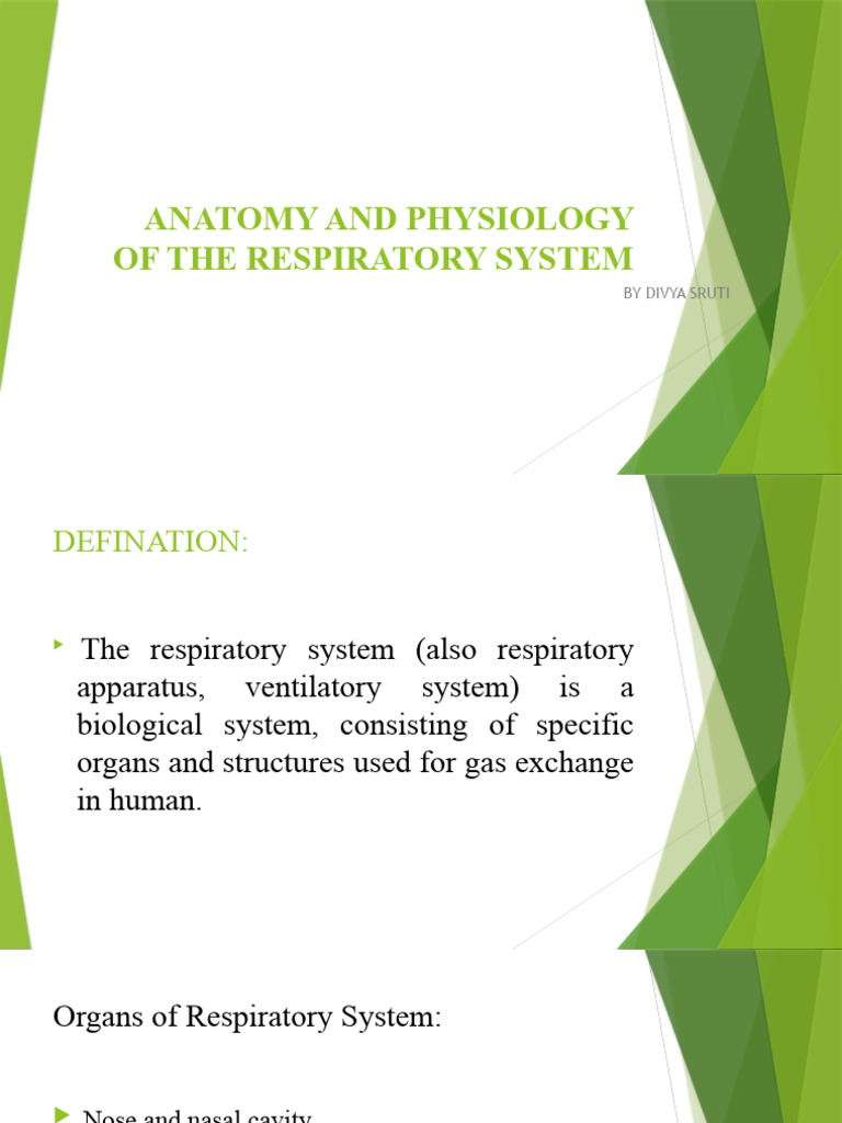 Anatomy and Physiology of The Respiratory System | PDF | Lung ...