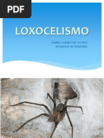 Loxoscelismo: Evaluación y Tratamiento | PDF | Araña | Especialidades ...