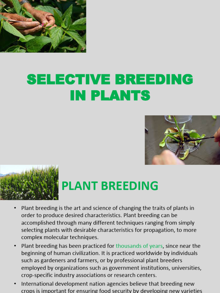 Selective Breeding in Plants | PDF | Plant Breeding | Agriculture