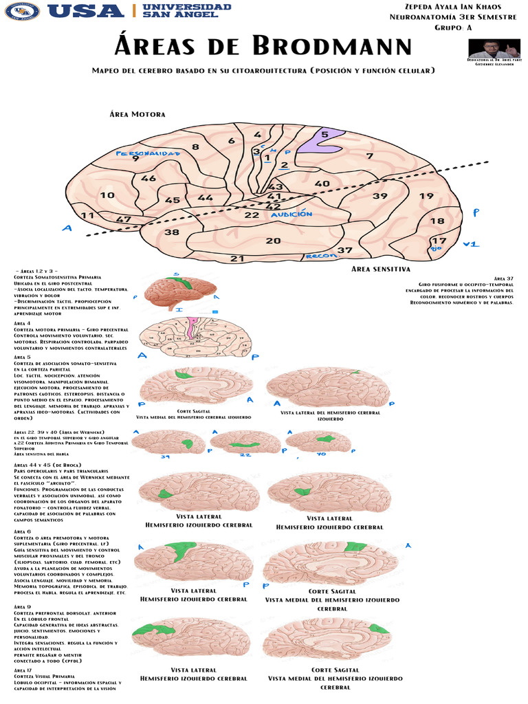 Mapa de Áreas de Brodmann en Cerebro | PDF | Cerebro | Hemisferio cerebral