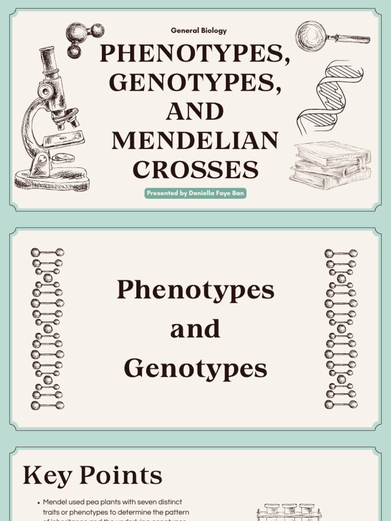 BAN Phenotypes Genotypes and Mendelian Crosses | PDF | Genotype ...