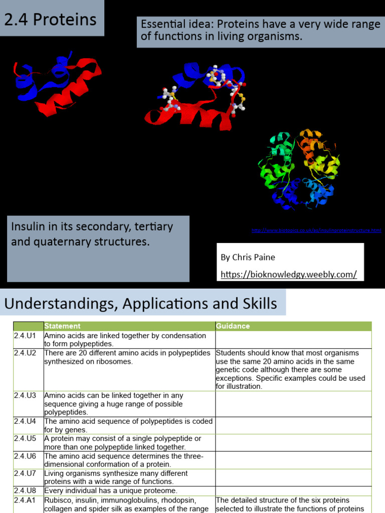 2.4 Proteins Ib Biology Presentation | Download Free PDF | Protein ...