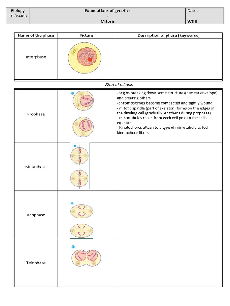 AB II Eng Mitosis | PDF