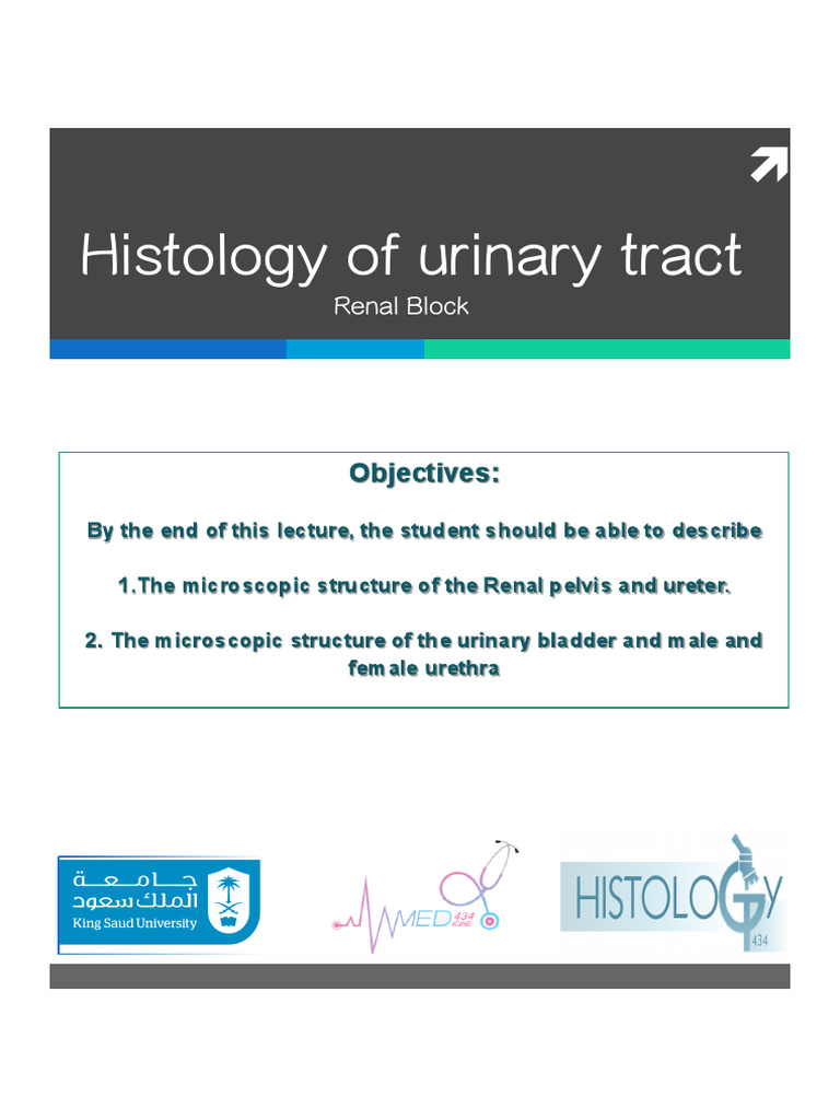 2- Histology of Urinary Tract | PDF | Epithelium | Urinary System