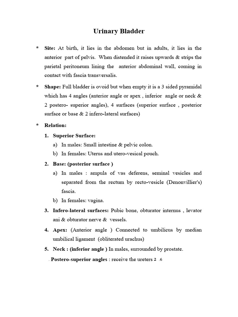 Anatomy Urinary Bladder 2017 | PDF | Pelvis | Abdomen