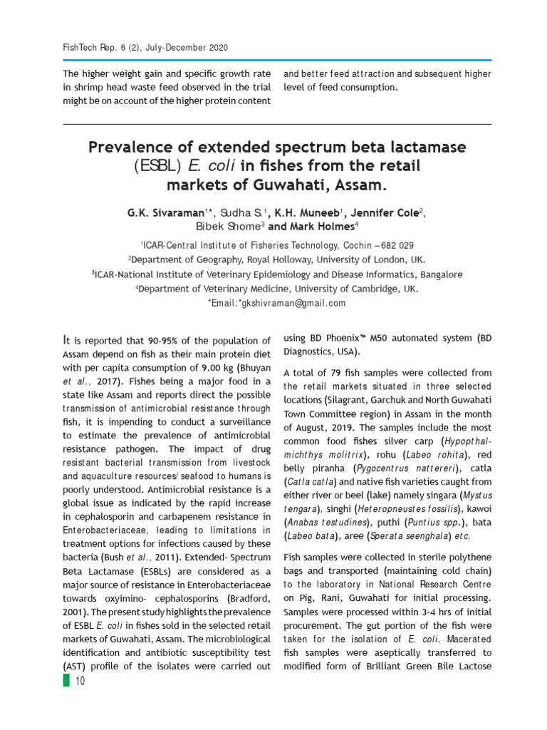 06 - Prevalence of Extended Spectrum Beta Lactamase | PDF | Beta Lactamase | Antibiotics