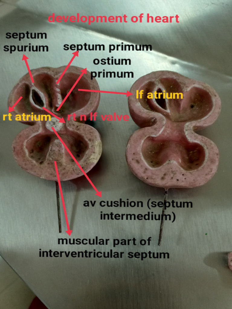 Embryo Models | PDF