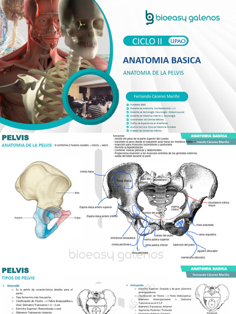 Pelvis B&G 2023-2 | PDF | Pelvis | Anatomía