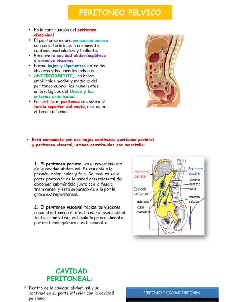 Peritoneo Pelvico | PDF | Abdomen | Peritoneo