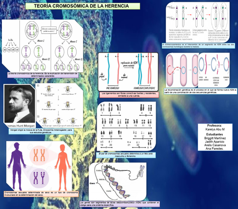 Cromosomas de La Herencia | PDF | Cromosoma | Adn