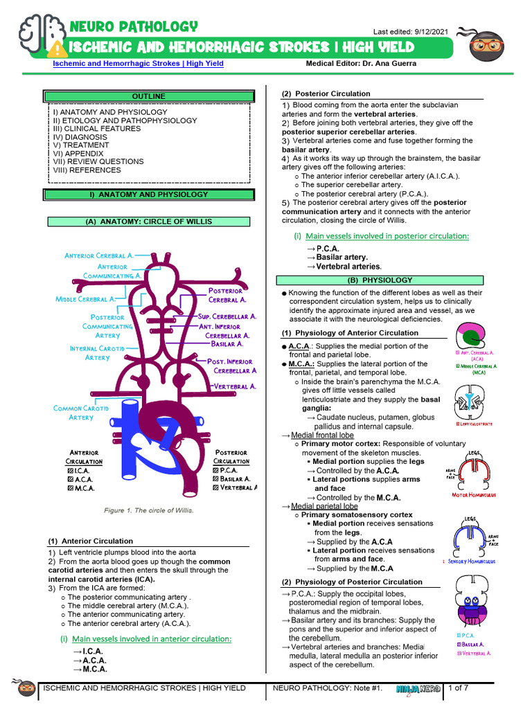 Ischemic & Hemorrhagic Strokes | PDF | Stroke | Blood Vessel