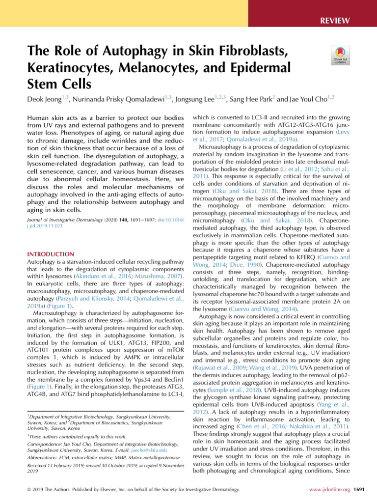 Autophagy's Role in Skin Aging | PDF | Autophagy | Extracellular Matrix