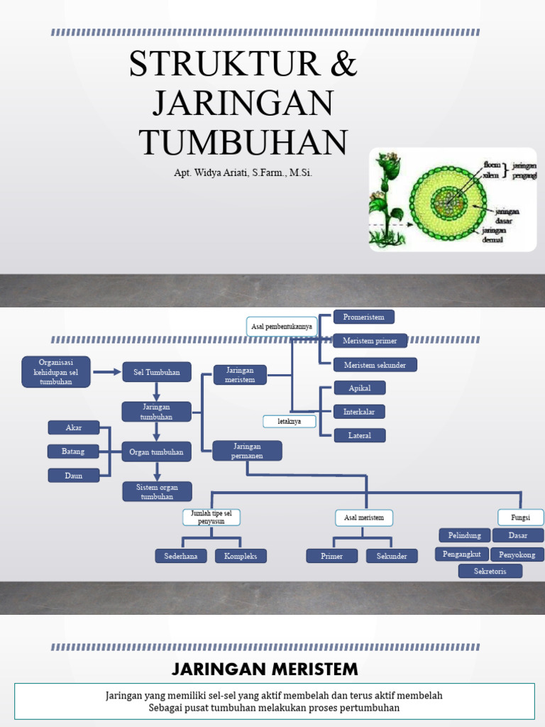 Struktur & Jaringan Tumbuhan | PDF