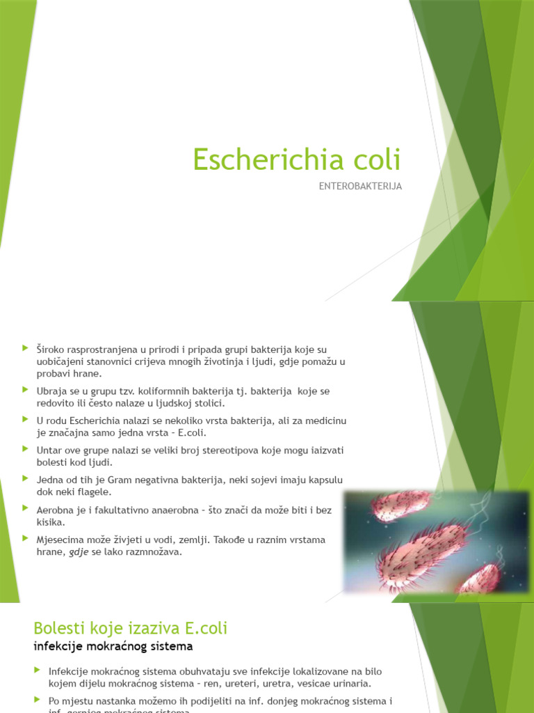 Escherichia Coli | PDF
