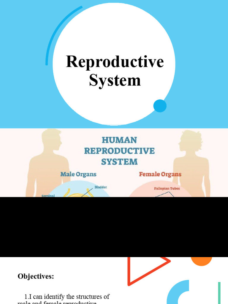 19 Reproductive System | PDF | Reproductive System | Testicle