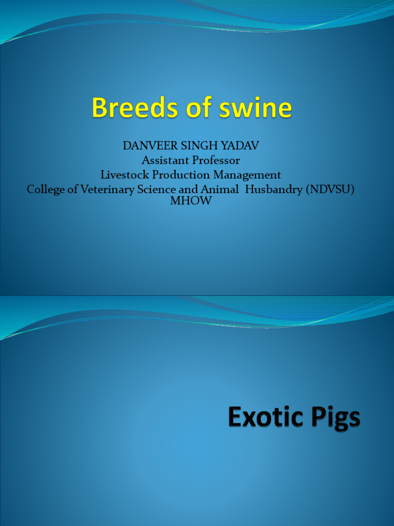 Breeds Of Swine Pdf Pig Wild Boar