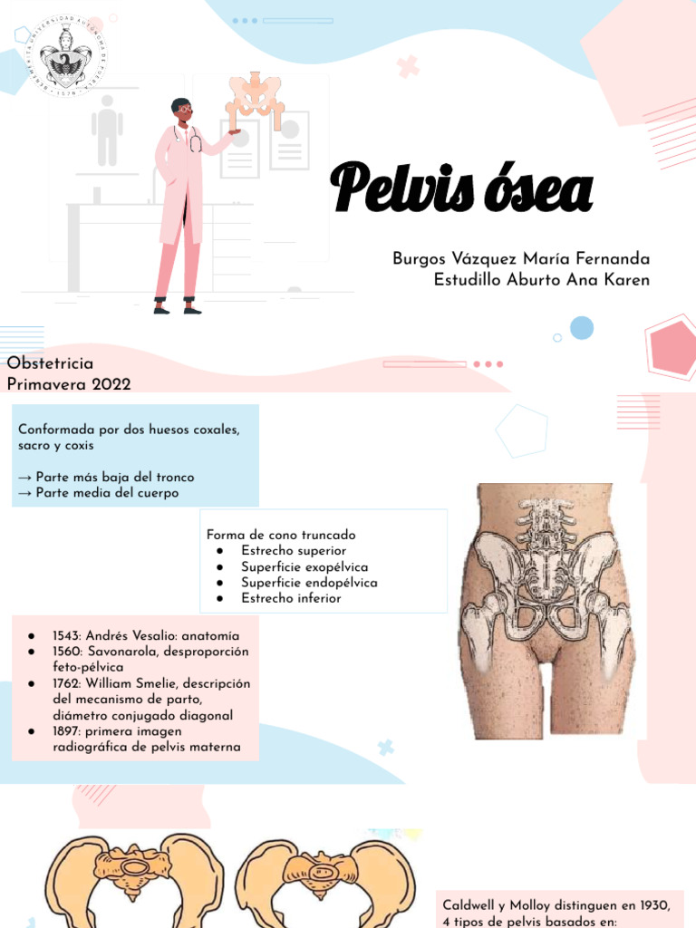 Pelvis Ósea | PDF | Pelvis | Sistema esquelético