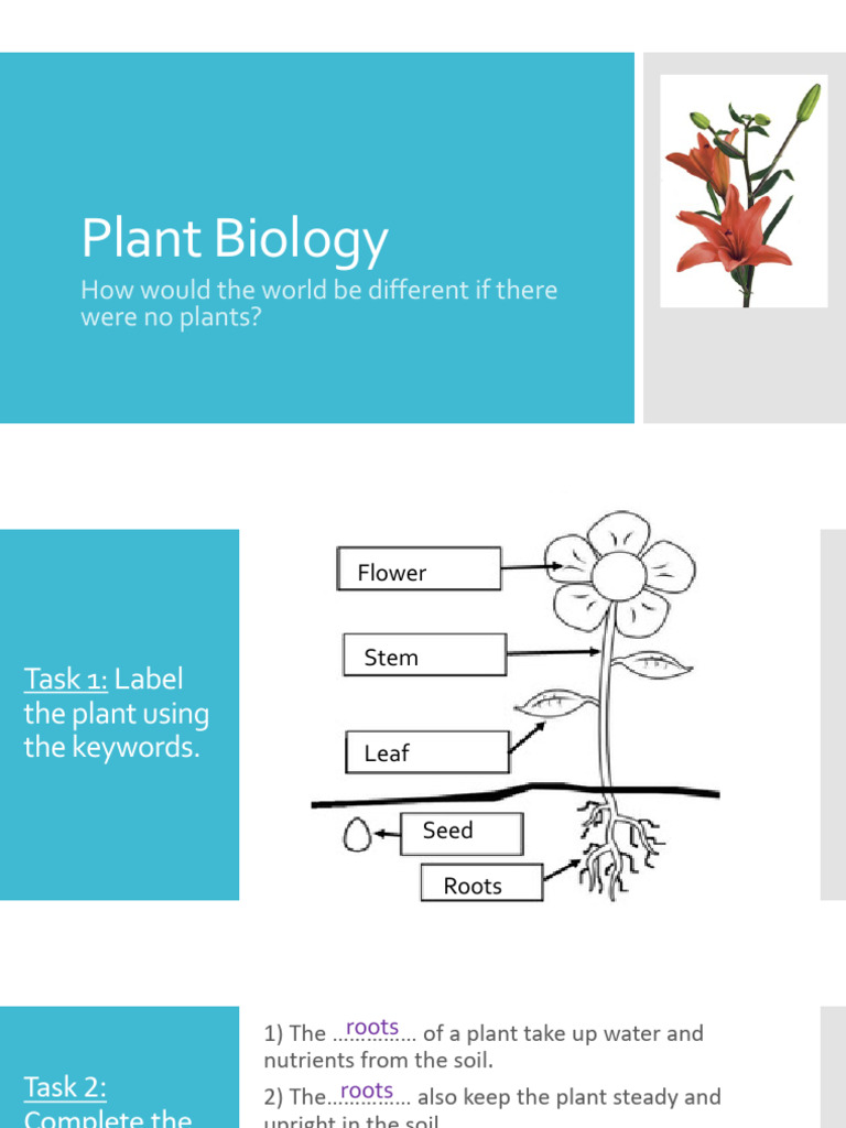Plant Biology Flower Dissection | PDF | Flowers | Plants